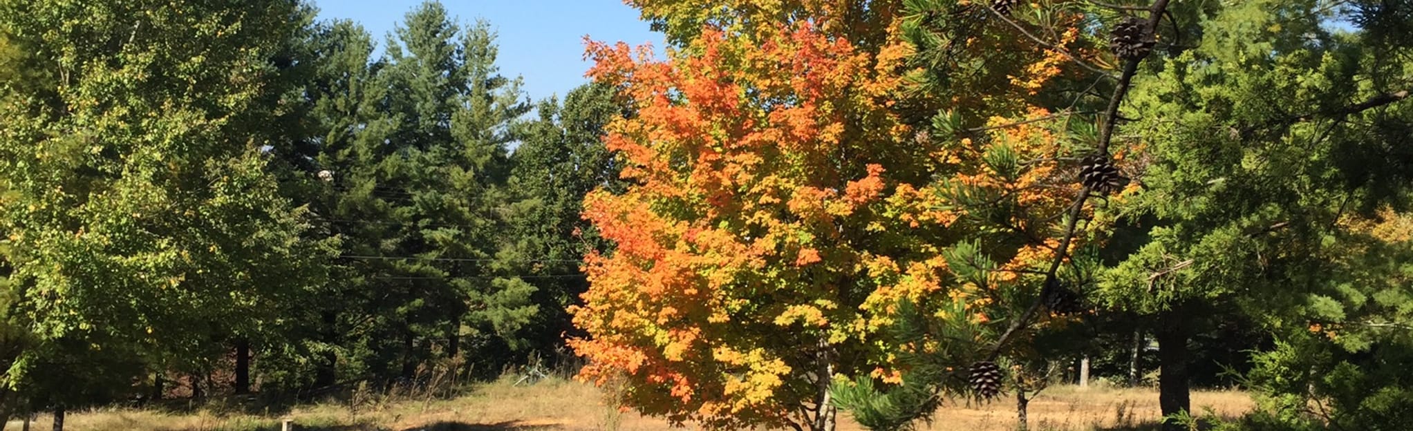 Persimmon Ridge Park Loop, Tennessee - 477 Reviews, Map | AllTrails