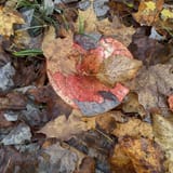 The Seguin Trail / Park to Park Trail, Ontario, Canada - 40 Reviews ...