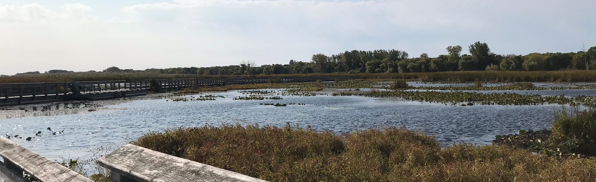 Point Pelee Marsh Boardwalk | Map, Guide - Ontario, Canada | AllTrails
