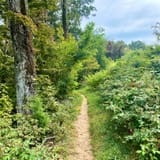Beckwith Point Trail, Tennessee - 156 Reviews, Map | AllTrails