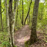 Beckwith Point Trail, Tennessee - 156 Reviews, Map | AllTrails