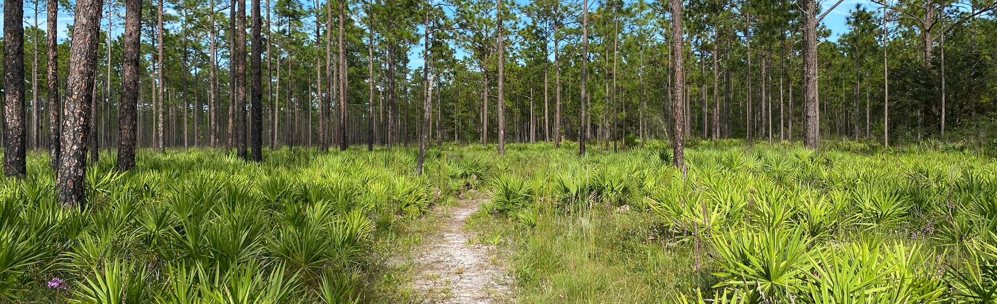 Dunn's Farm Trail - Florida | AllTrails