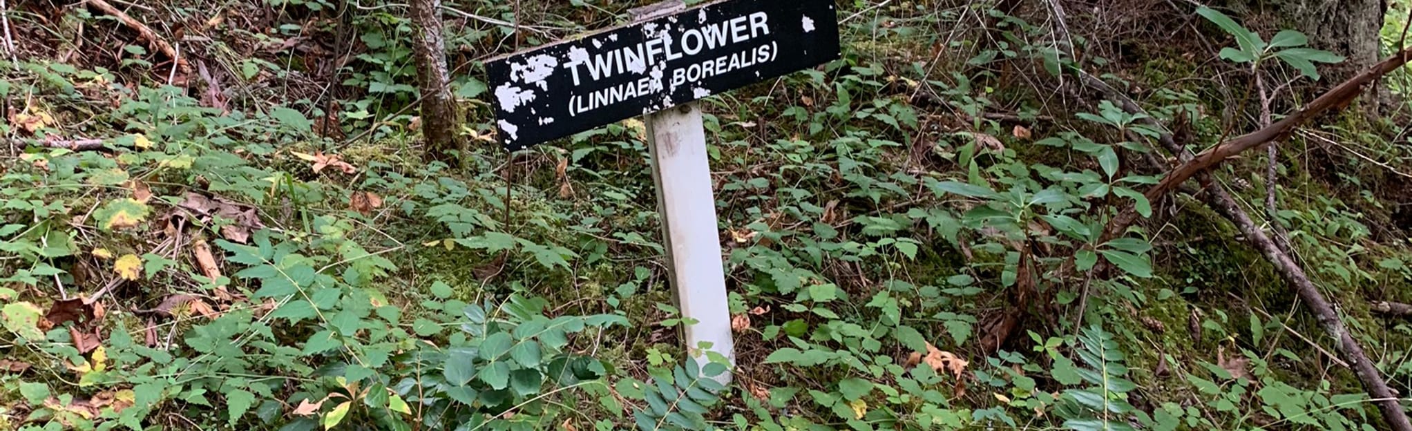 Cowichan Valley Demonstration Forest: 3 Reviews, Map - British Columbia ...