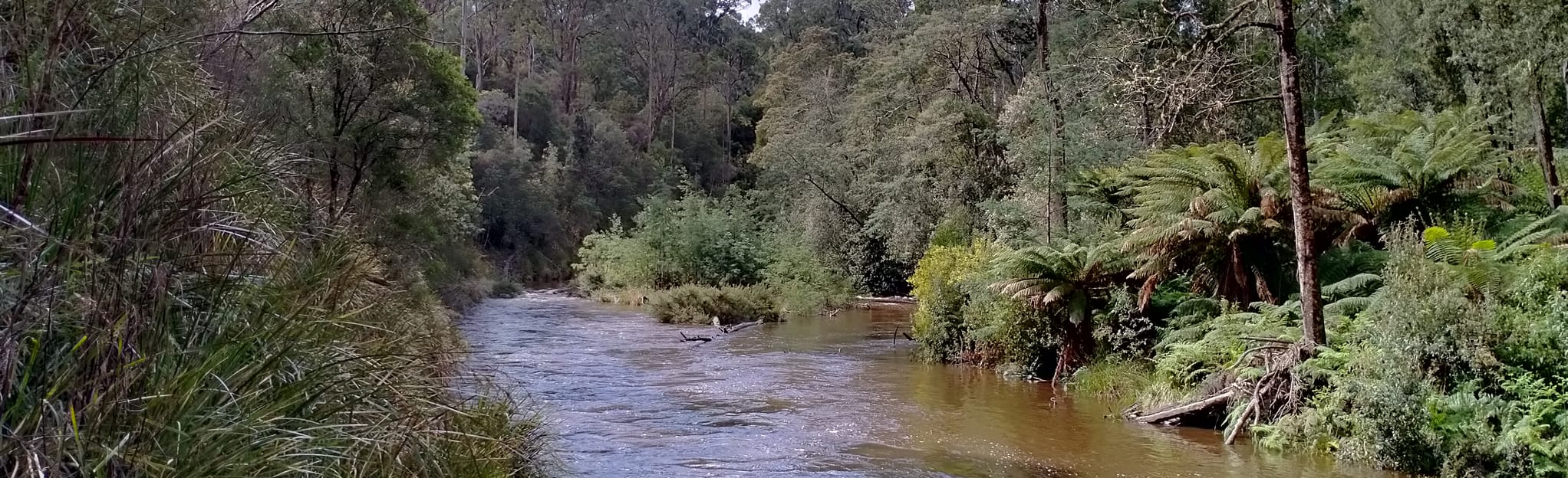 Fern Glade Emu River Track | Mapa, Roteiro - Tasmania, Australia ...