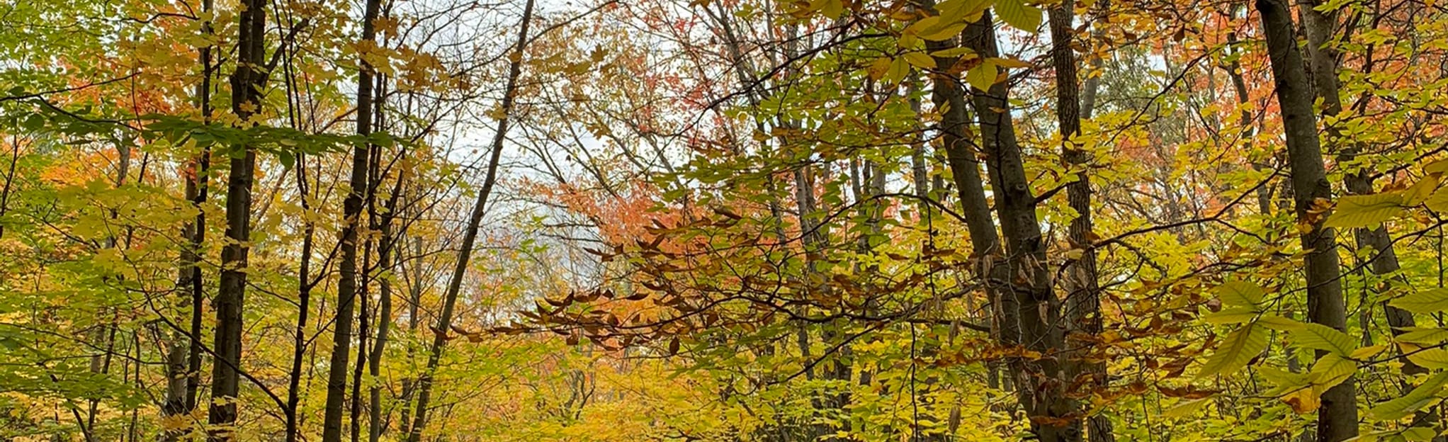 East Loop of Lac-Beauchamp: 164 Reviews, Map - Quebec, Canada | AllTrails