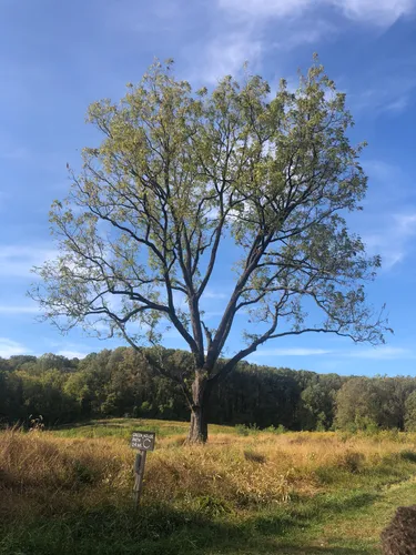 10 Best Hikes and Trails in Cromwell Valley Park | AllTrails