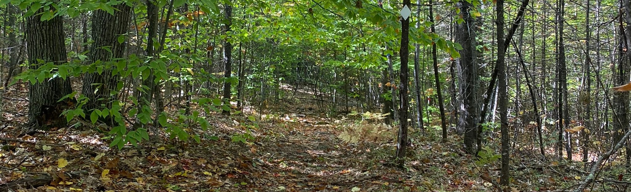 Alton Town Forest: 72 Reviews, Map - New Hampshire | AllTrails
