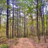 Sewanee Perimeter Trail, Tennessee - 235 Reviews, Map | AllTrails