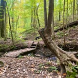 Sewanee Perimeter Trail, Tennessee - 267 Reviews, Map | AllTrails