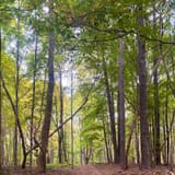 Sewanee Perimeter Trail, Tennessee - 236 Reviews, Map | AllTrails