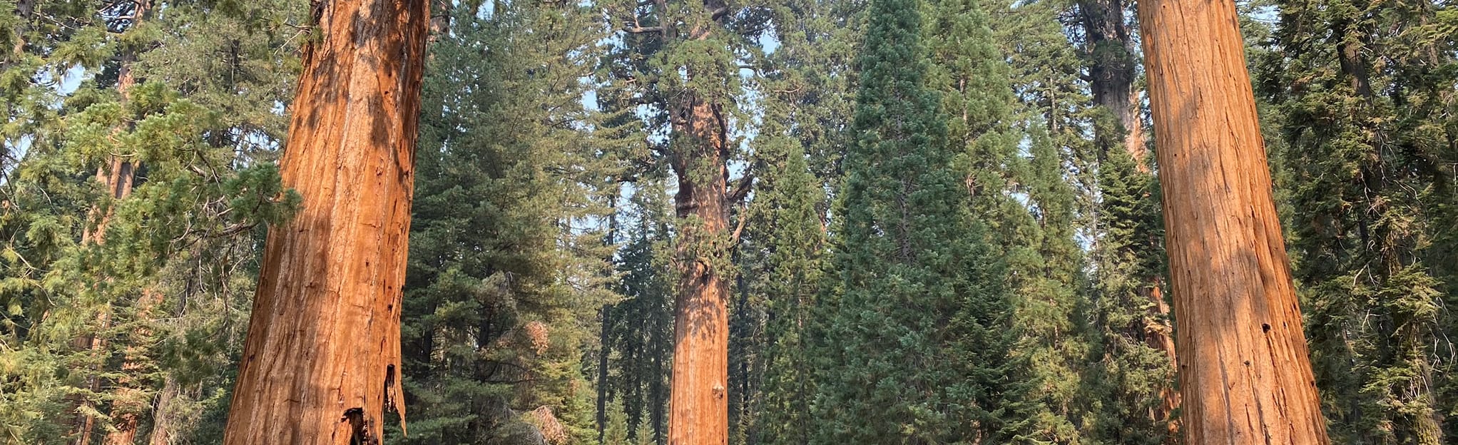 General Sherman Tree Trail, California - 2,637 Reviews, Map | AllTrails