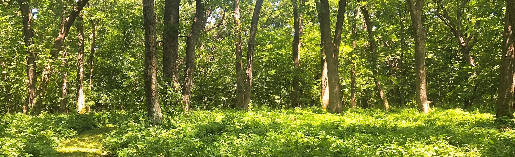 Woodland Mounds Preserve Trail, Iowa - 5 Reviews, Map | AllTrails