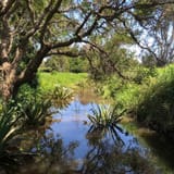 Bulimba Creek Loop, Queensland, Australia - 156 Reviews, Map | AllTrails
