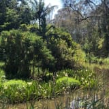Bulimba Creek Loop, Queensland, Australia - 156 Reviews, Map | AllTrails