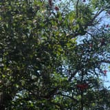 Bulimba Creek Loop, Queensland, Australia - 156 Reviews, Map | AllTrails