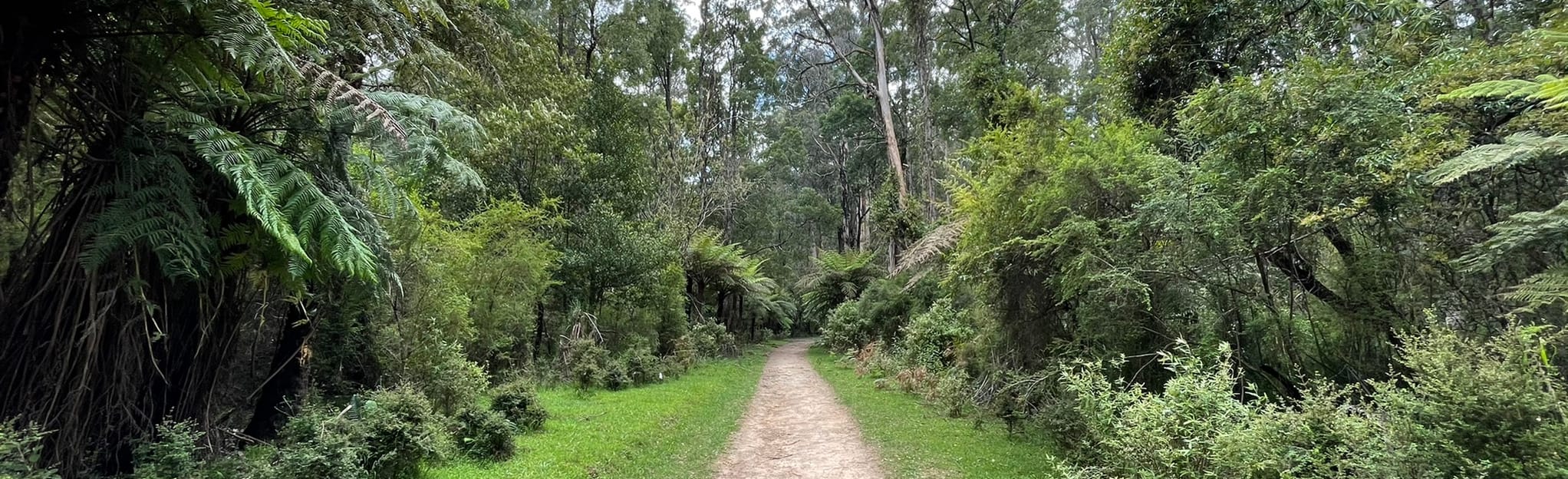 Lyrebird Walk, Neuman, Paddy, and Coles Ridge Loop: 709 Reviews, Map ...