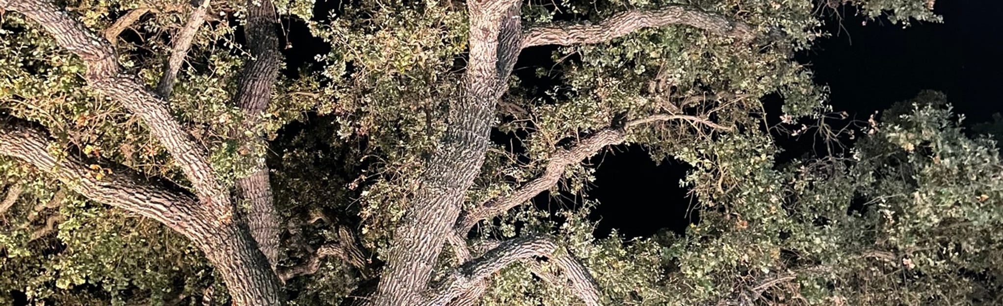 Paso Robles City Park, California - 40 Reviews, Map | AllTrails