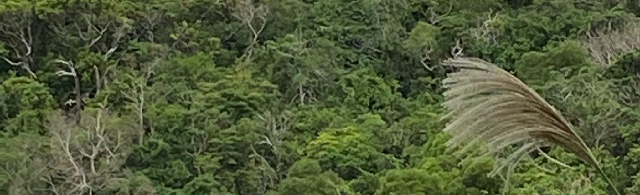 Mount Motobu Fuji Loop - Okinawa, Japan | AllTrails