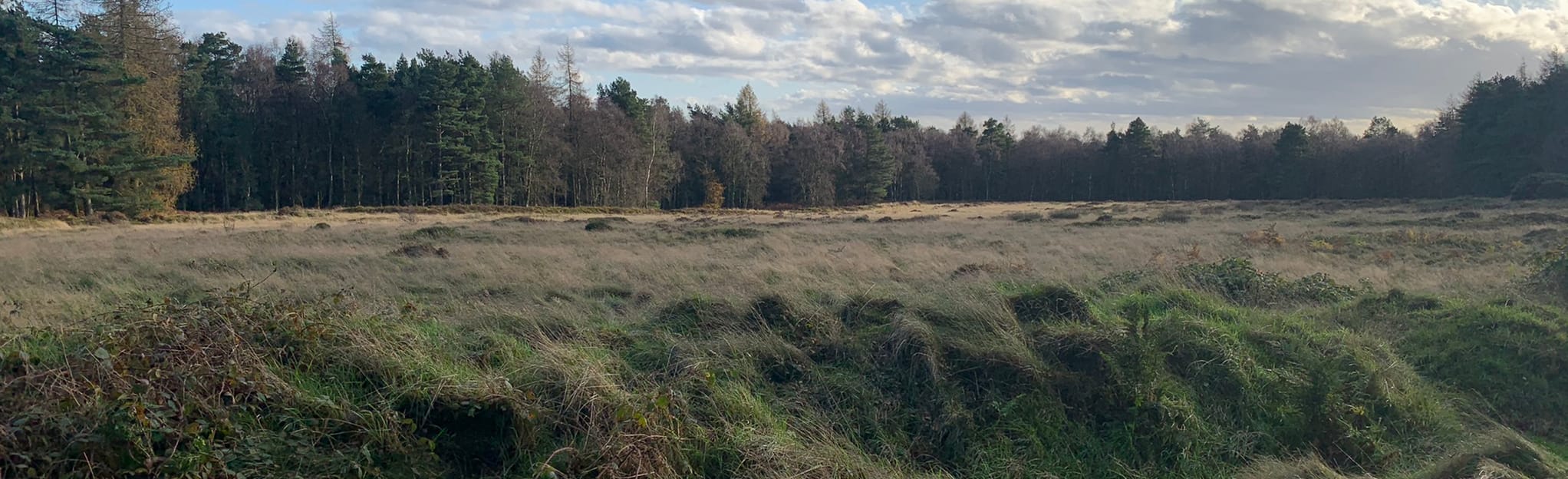 Cawthorn Roman Camps, North Yorkshire, England - 21 Reviews, Map ...