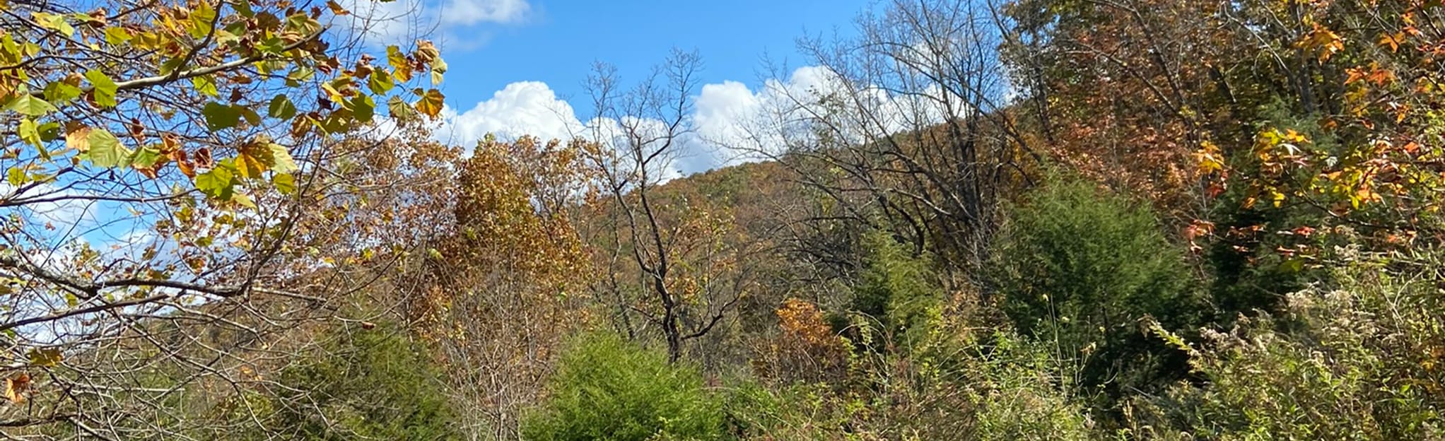 Colson Trail, Tennessee - 67 Reviews, Map | AllTrails