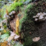Four County Point Trail, Oregon - 116 Reviews, Map | AllTrails