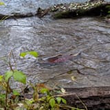 Four County Point Trail, Oregon - 116 Reviews, Map | AllTrails