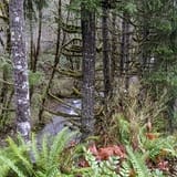 Four County Point Trail, Oregon - 116 Reviews, Map | AllTrails