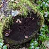 Four County Point Trail, Oregon - 116 Reviews, Map | AllTrails