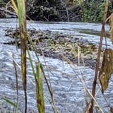 Four County Point Trail, Oregon - 116 Reviews, Map | AllTrails