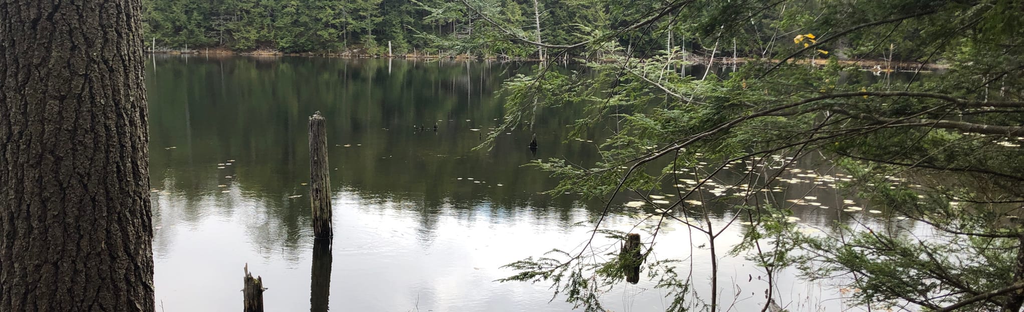 AllTrails | Lily Pond Loop: 39 Reviews, Map - New Hampshire
