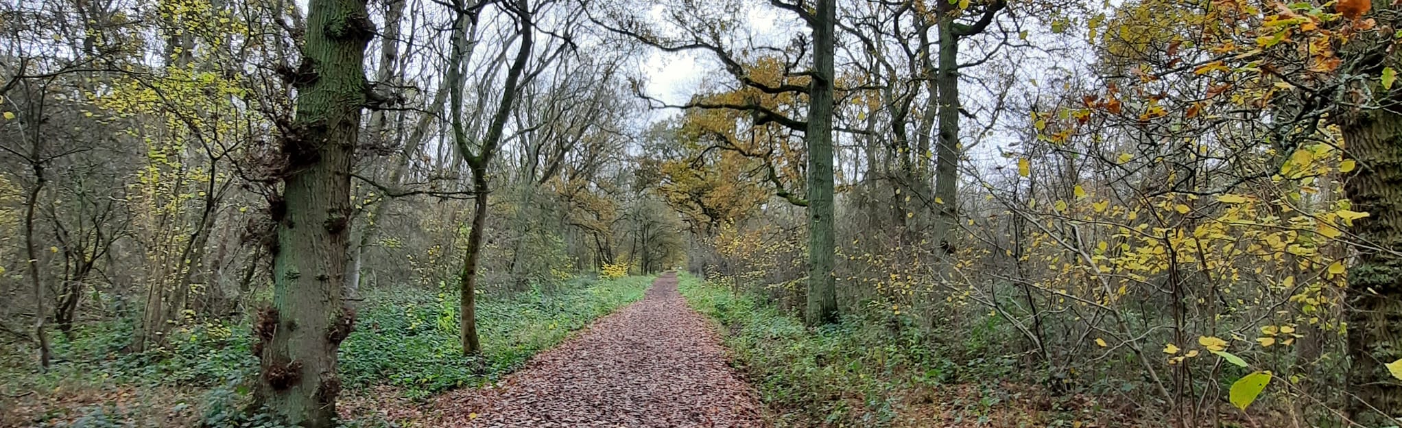Linford Wood, Buckinghamshire, England - 21 Reviews, Map | AllTrails