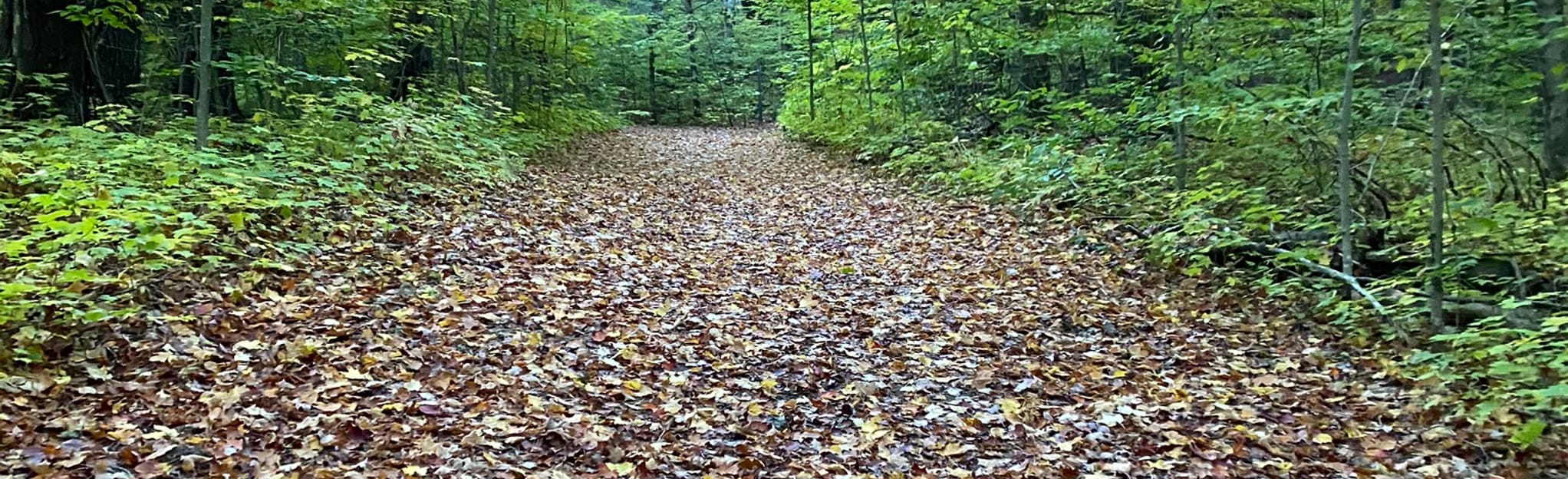 Aspen Trail, Michigan - 97 Reviews, Map | AllTrails