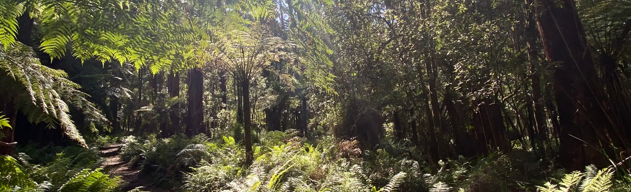 Sherbrooke Forest Circuit, Victoria, Australia - 240 Reviews, Map ...