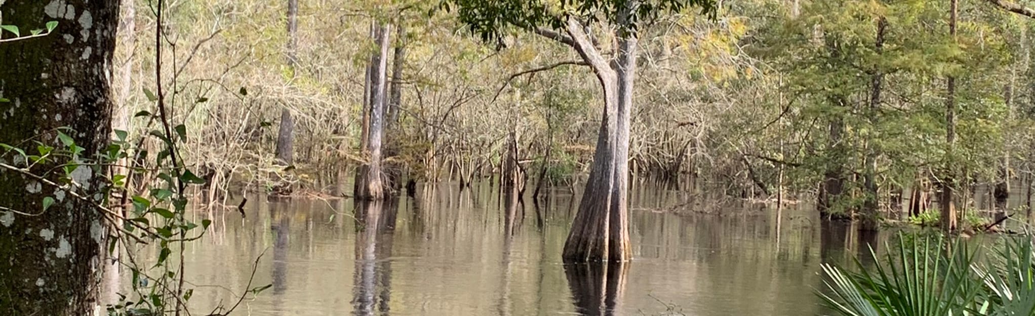 Withlacoochee Red Trail Loop, Florida - 223 Reviews, Map | AllTrails