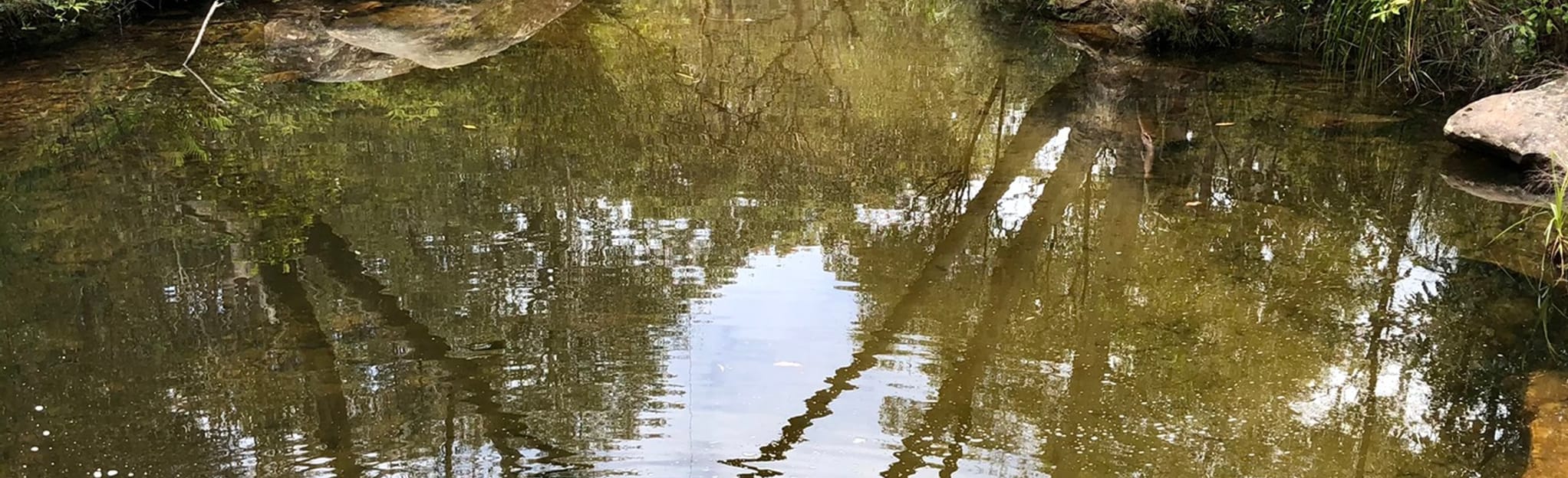 Pearly Ponds Walk: 36 Reviews, Map - New South Wales, Australia | AllTrails