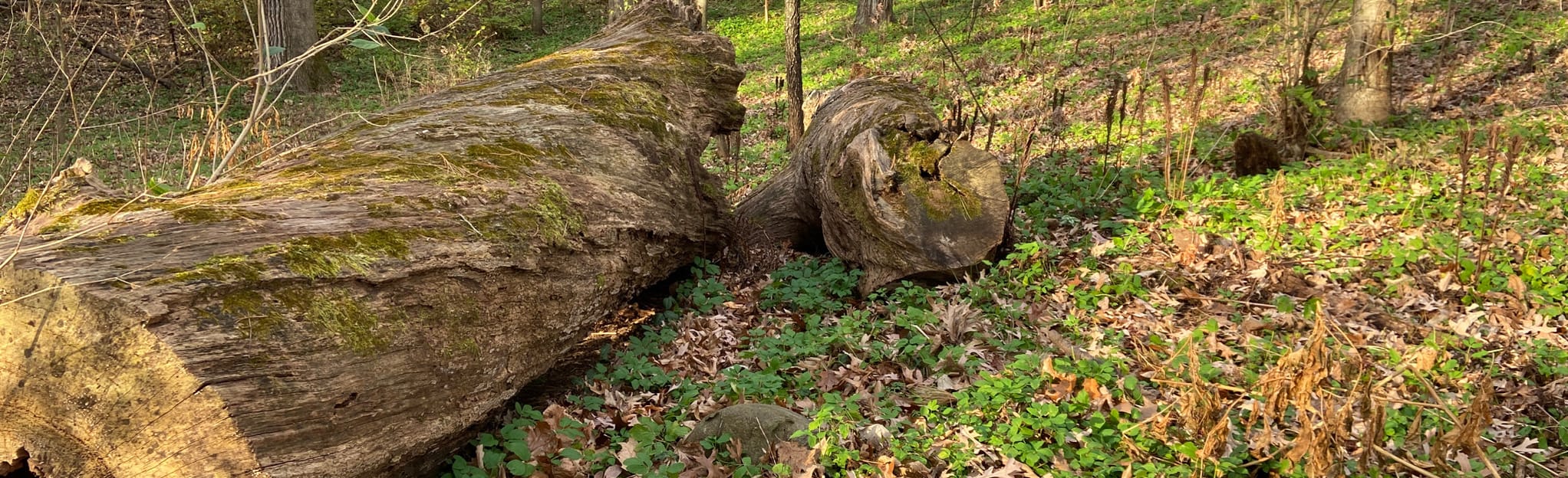Boger Bog Loop: 39 Reviews, Map - Illinois | AllTrails