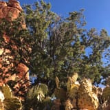 Twin Pillars Trail, Arizona - 157 Reviews, Map | AllTrails