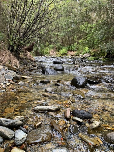 Best 10 Hikes and Trails in Kaimanawa Forest Park | AllTrails