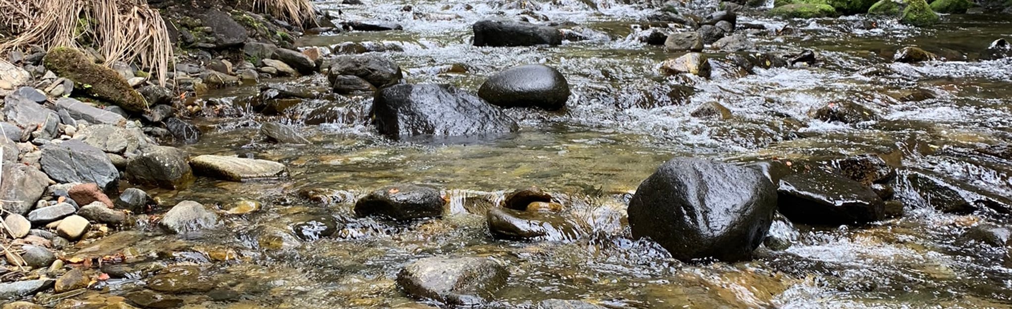 Tree Trunk Gorge Track to Urchin Campsite, Waikato, New Zealand - 5 ...