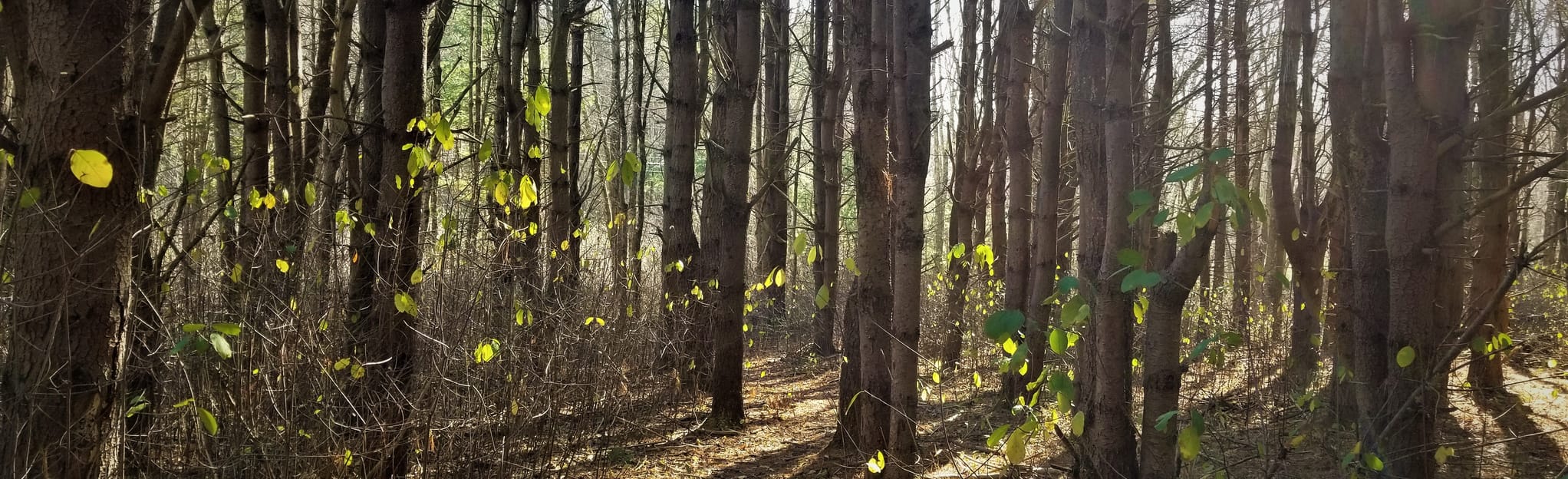 Quaddick Red Loop Trail | Map, Guide - Connecticut | AllTrails