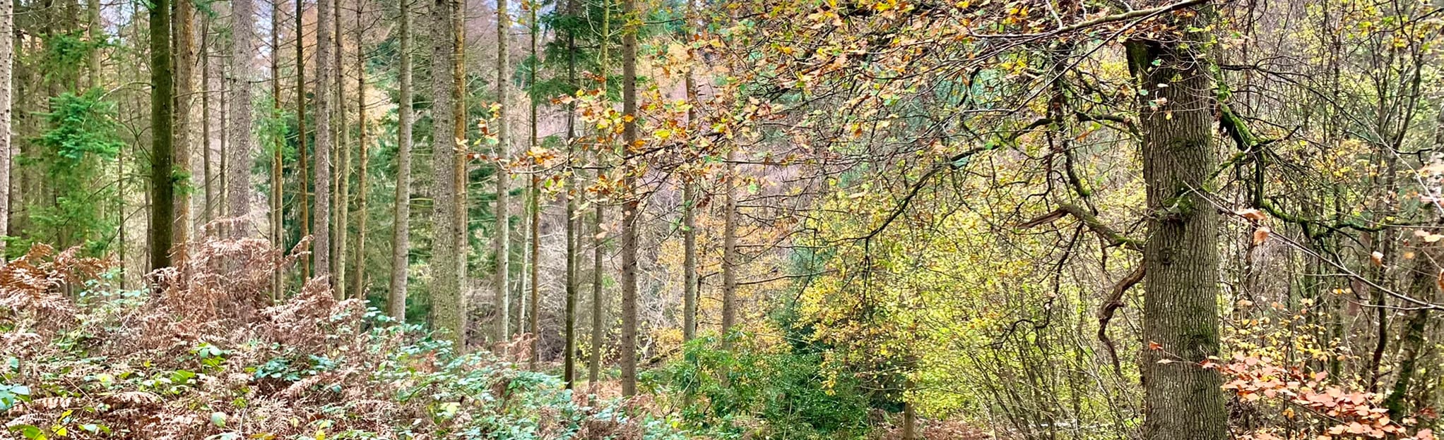 Staplefield and Handcross Circular: 29 Reviews, Map - West Sussex ...