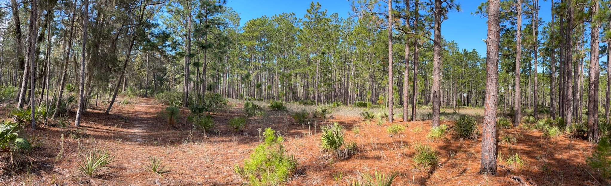 The Yearling Trail, Florida - 388 Reviews, Map | AllTrails