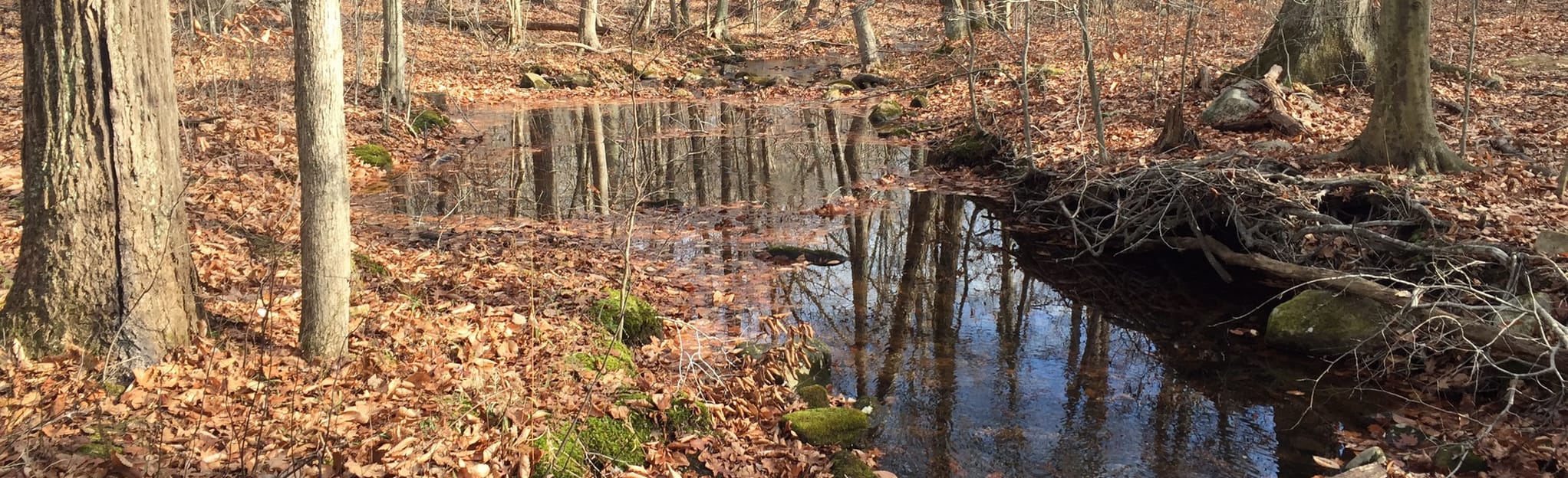 Blue Cockaponset Trail, Connecticut - 61 Reviews, Map | AllTrails