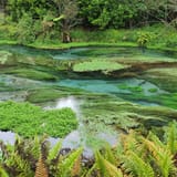 Blue Spring from Leslie Road Trailhead via Te Waihou Walkway, Waikato ...