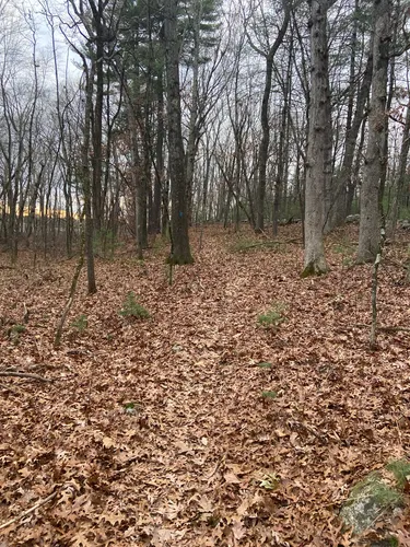 Best Hikes and Trails in Wetherbee Conservation Land | AllTrails