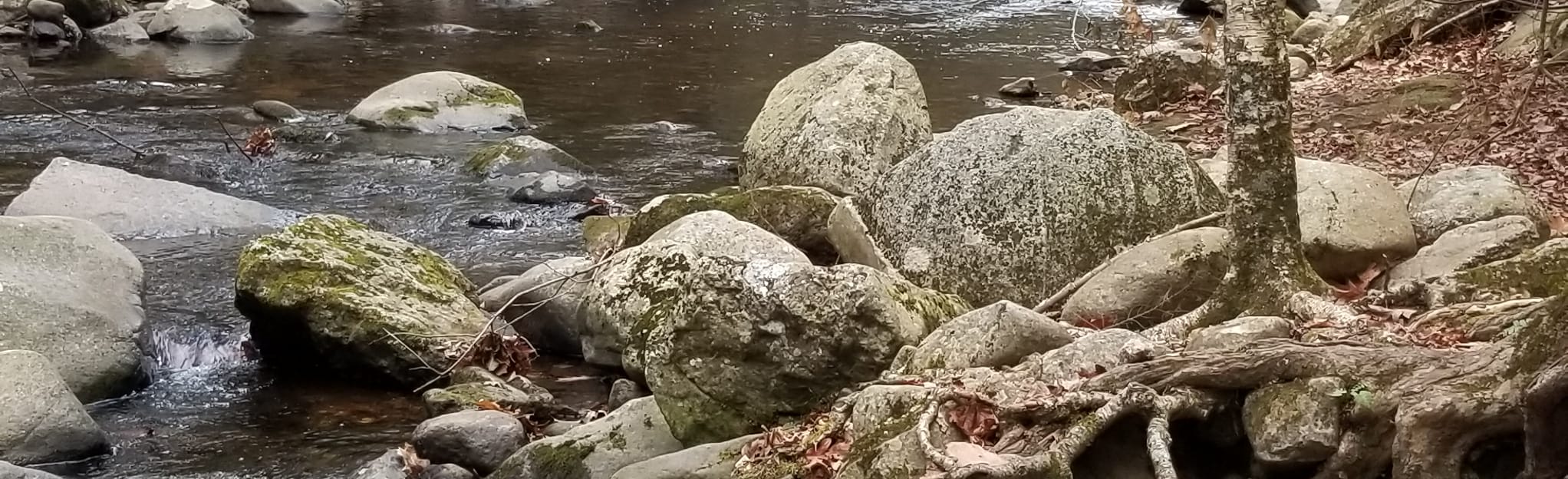 Hartnett-Manhan Forest River Trail | Map, Guide - Massachusetts | AllTrails