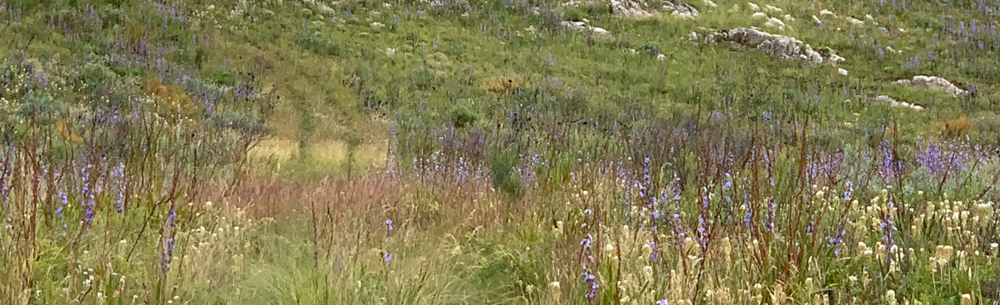 Oubos Trail, Western Cape, South Africa - Map, Guide | AllTrails