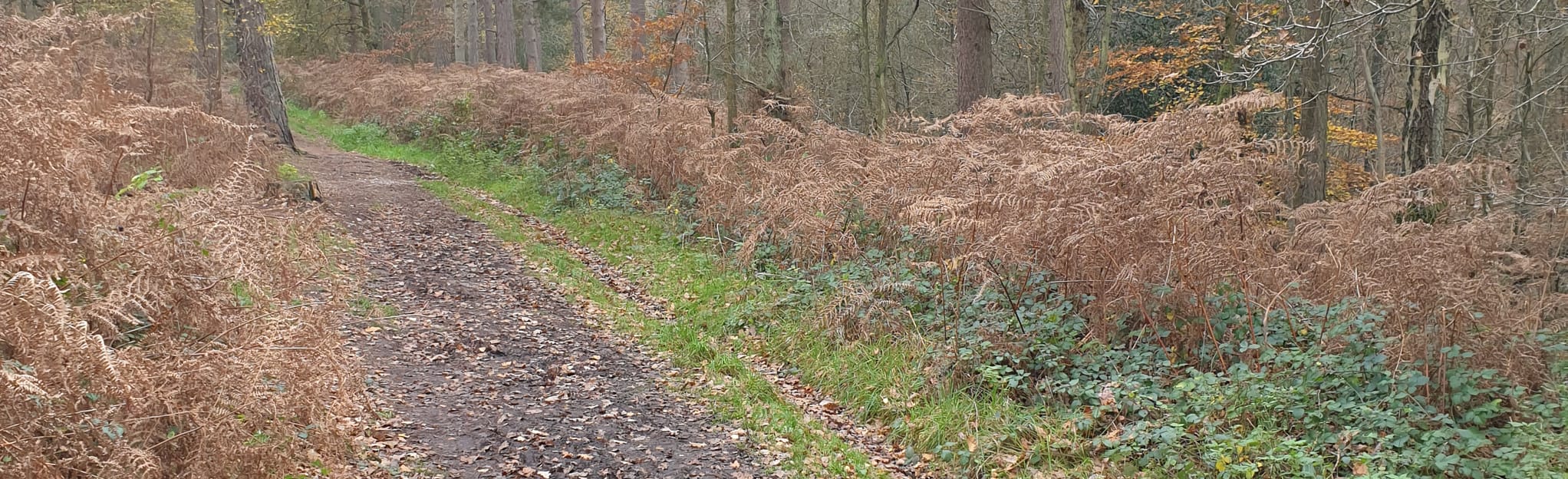 Wokefield Common Short Circular, Berkshire, England - 15 Reviews, Map ...