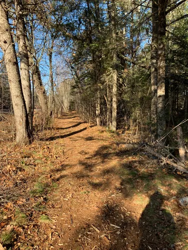 Best Forest Trails in St. Stephen | AllTrails
