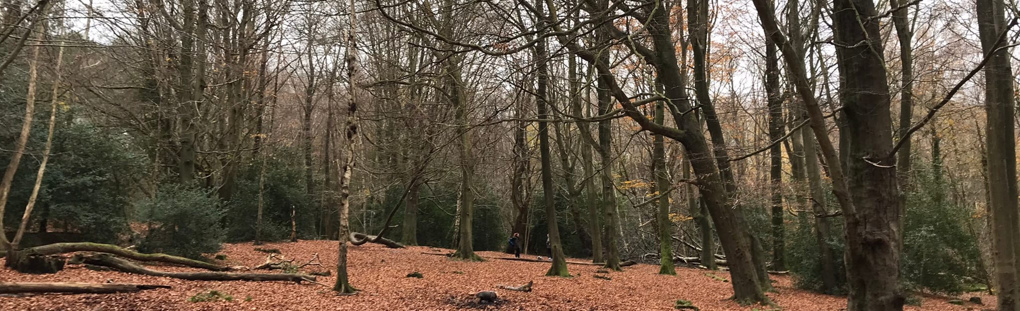 Forest of Bere West and Lowerford Copse Circular, Hampshire, England ...